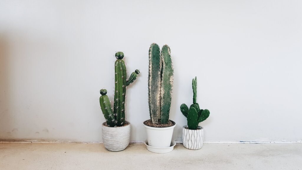 Cactus Meaning Symbolism: Unveiling Desert Mystique