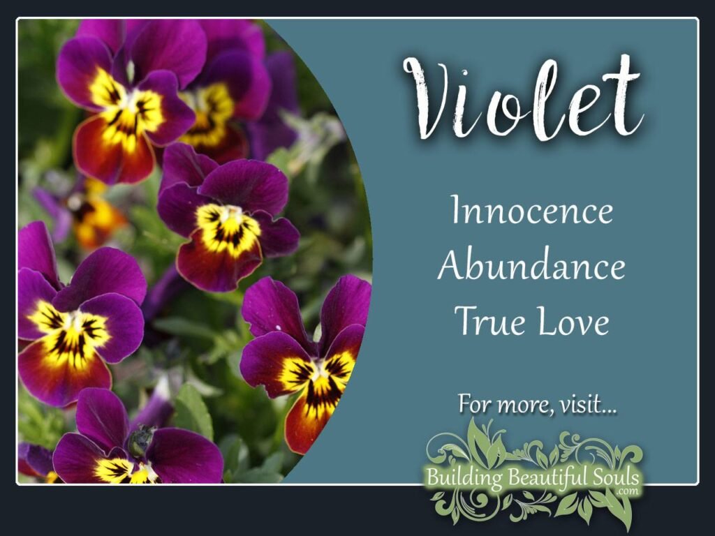 Violet Flower Symbolism Meanings: Unveiling Mystique